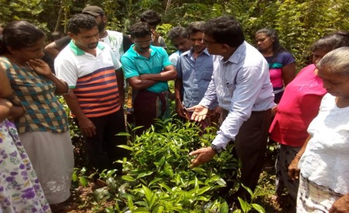 Increased Livelihood Standards through Tea Sector on Farm Development ...