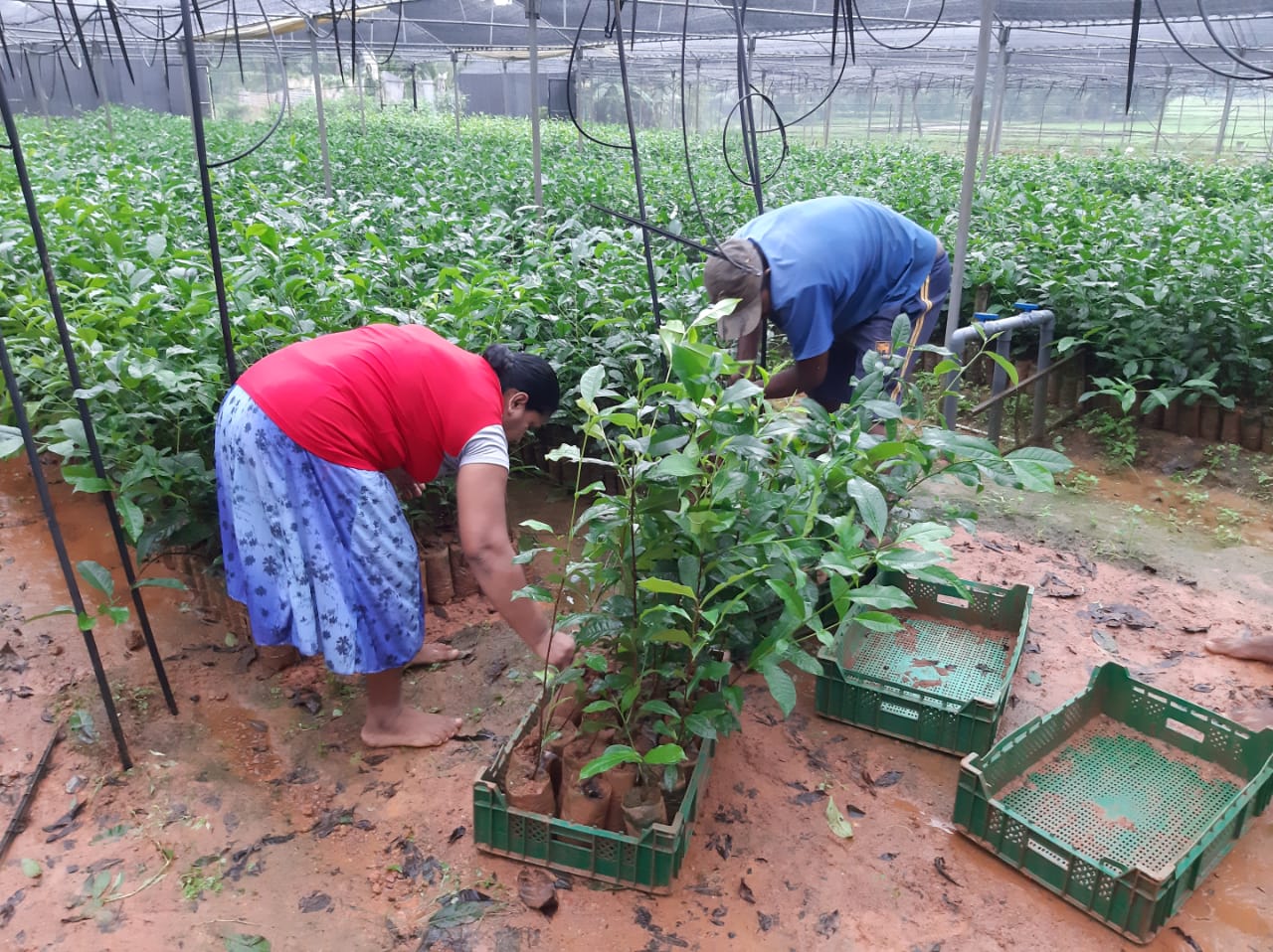 In Filling Program Beyond Traditional Practice for Sustainable ...