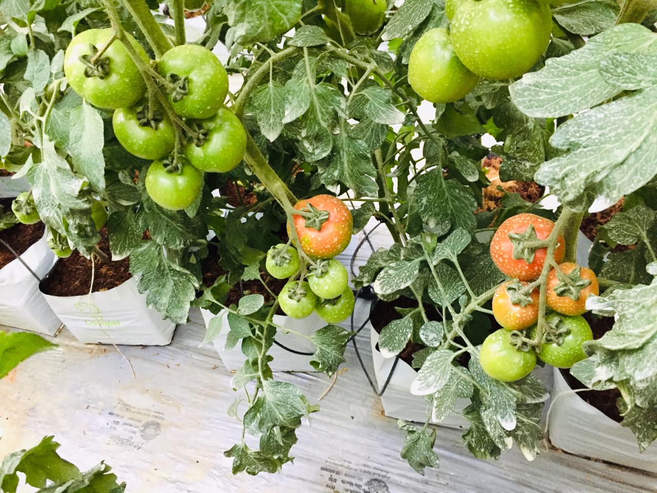 Production of Export Oriented Tomato in Poly Tunnels and Related Value ...