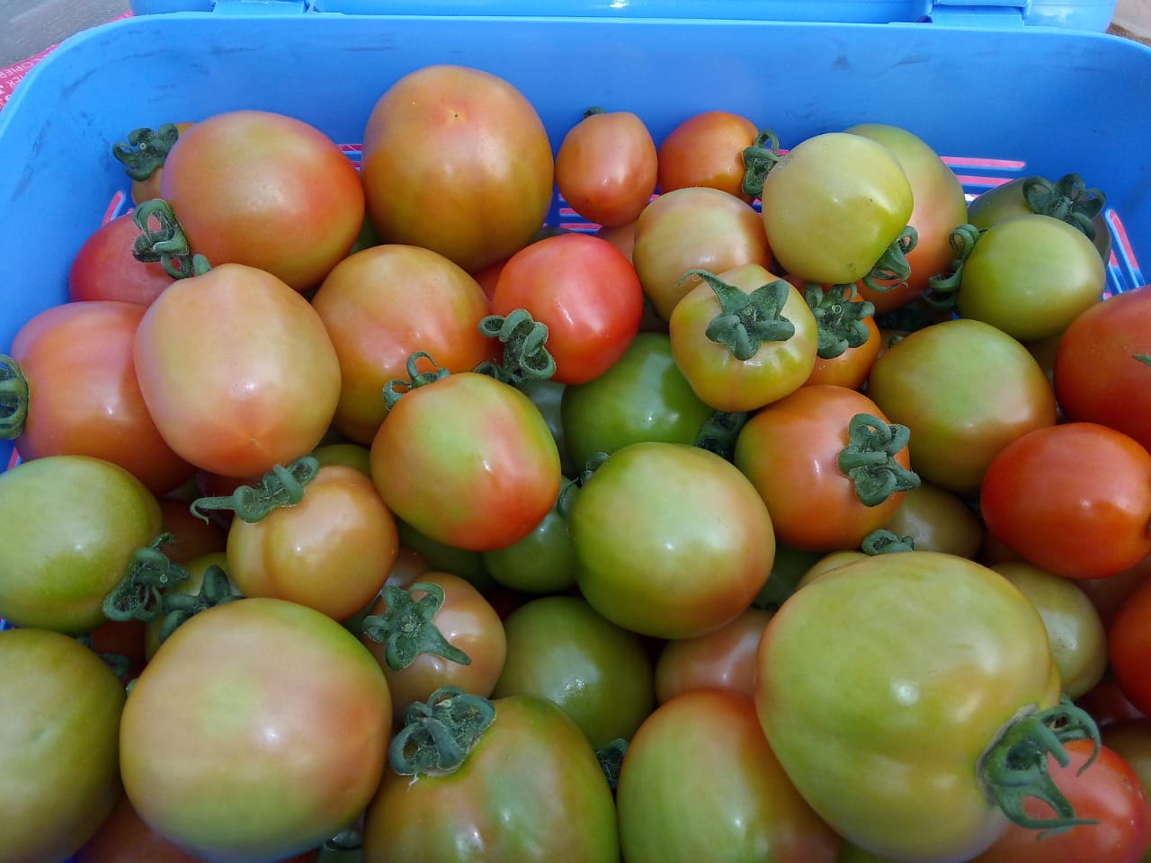 Production of Export Oriented Tomato in Poly Tunnels and Related Value ...