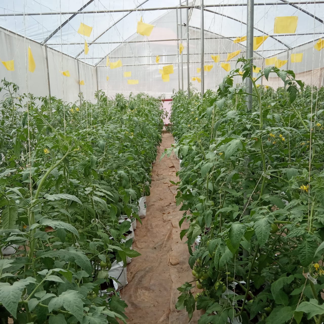 Production of Export Oriented Tomato in Poly Tunnels and Related Value ...