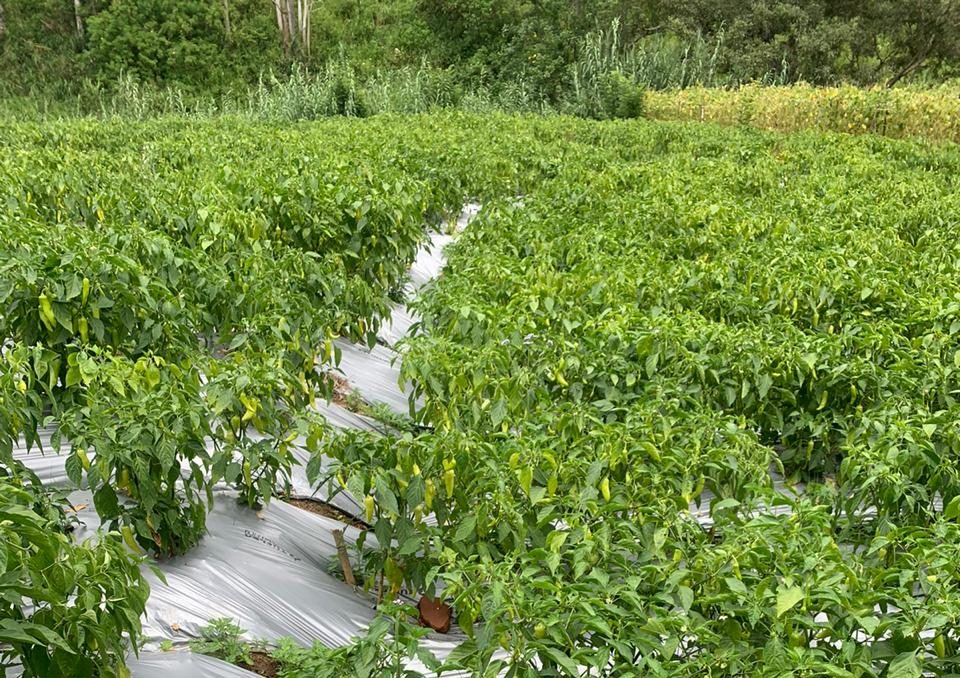 Chillie Cultivation – Smallholder Agribusiness Partnerships Programme