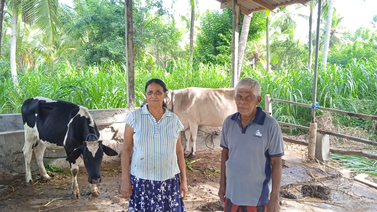 Improvement of Productivity in Smallholder Dairying and Processing ...